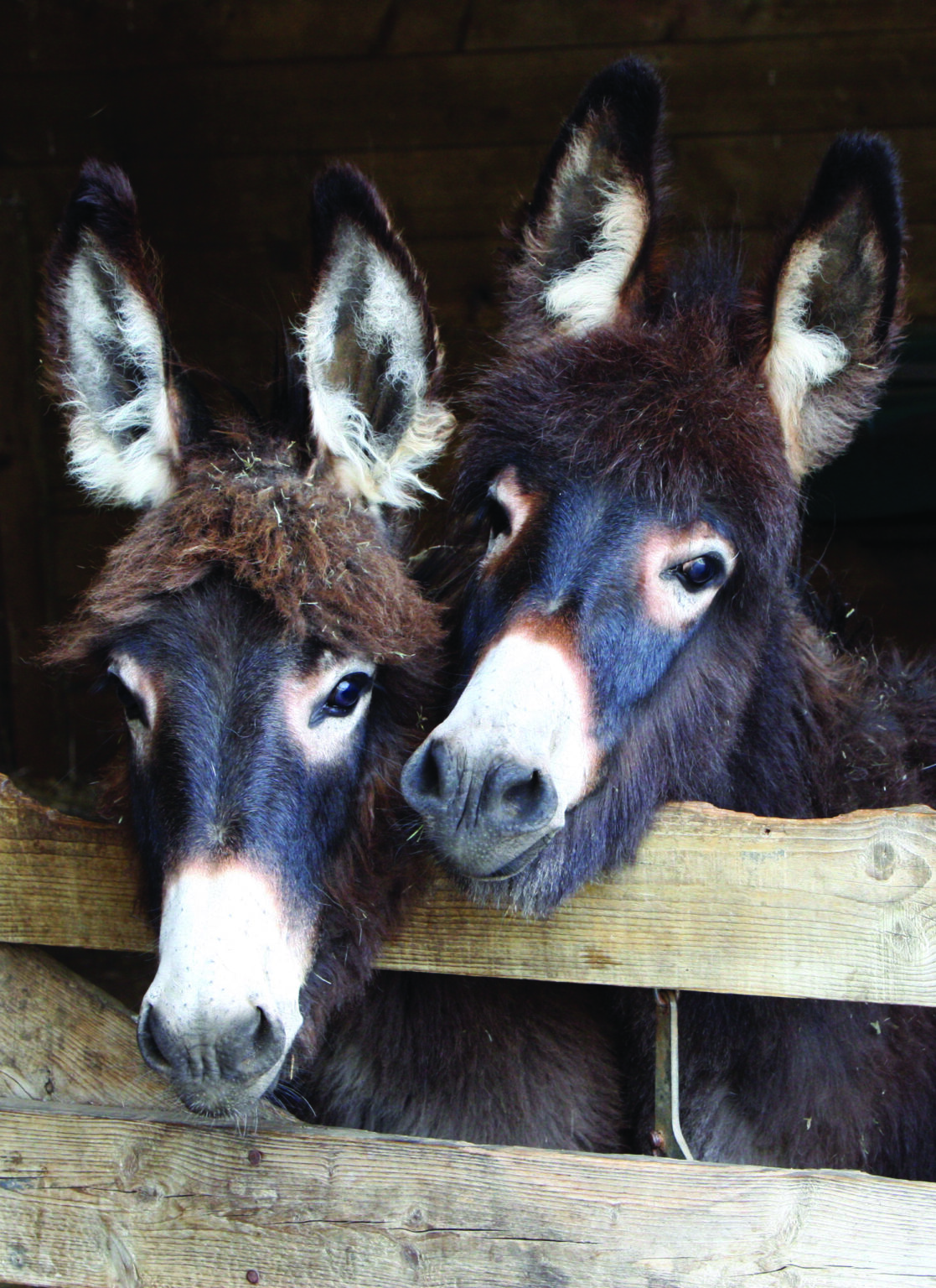 Pennywell Farm | Best Things To Do In 2026