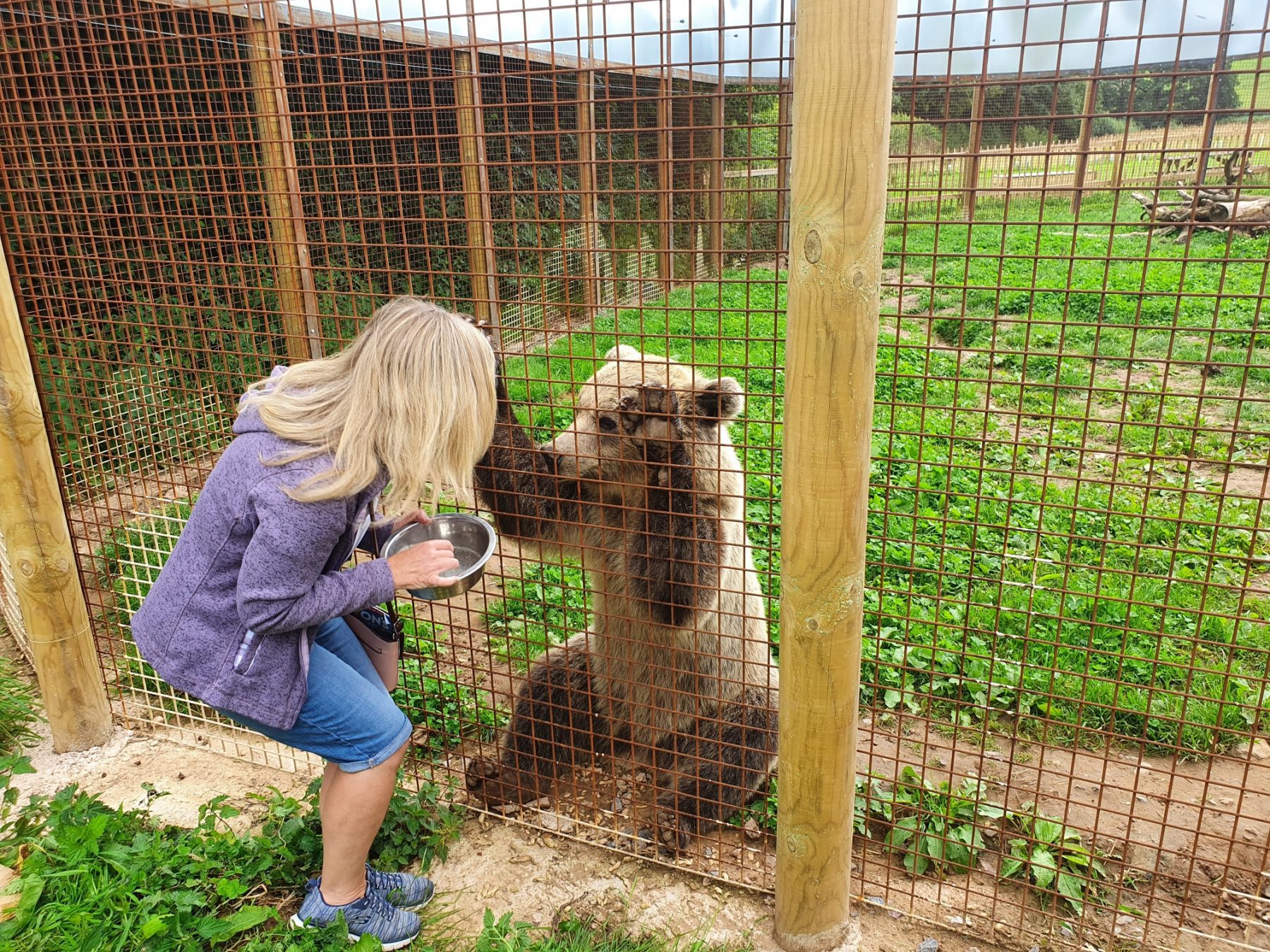 NEW Bear Experience at Wildwood Escot! | Devon's Top Attractions