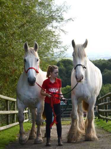 Pennywell Farm | Best Things To Do In 2026
