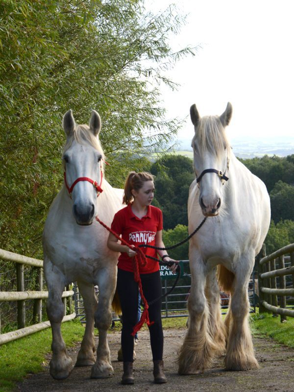 Pennywell Farm | Best Things To Do In 2026