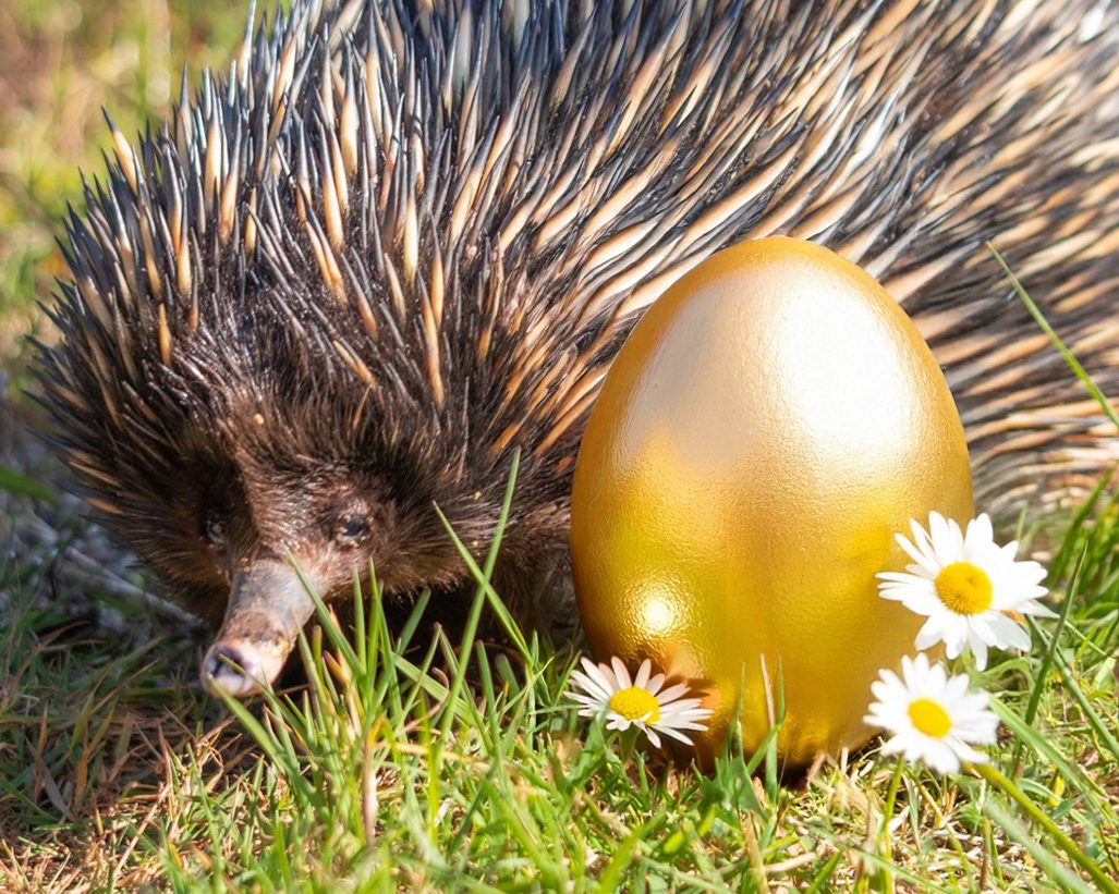 Over 30 Egg-citing Events and Things to do in Devon this Easter ...