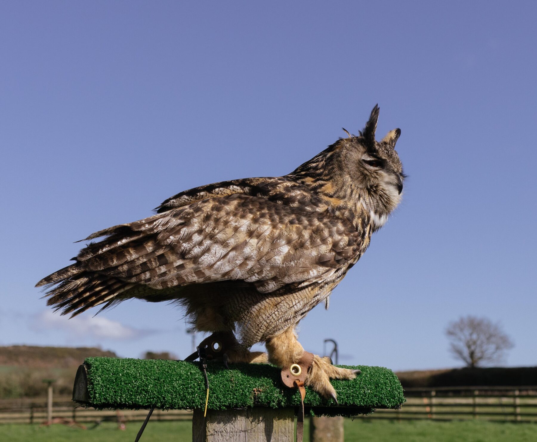 World of Country Life | Best days out in Exmouth and Devon 2024