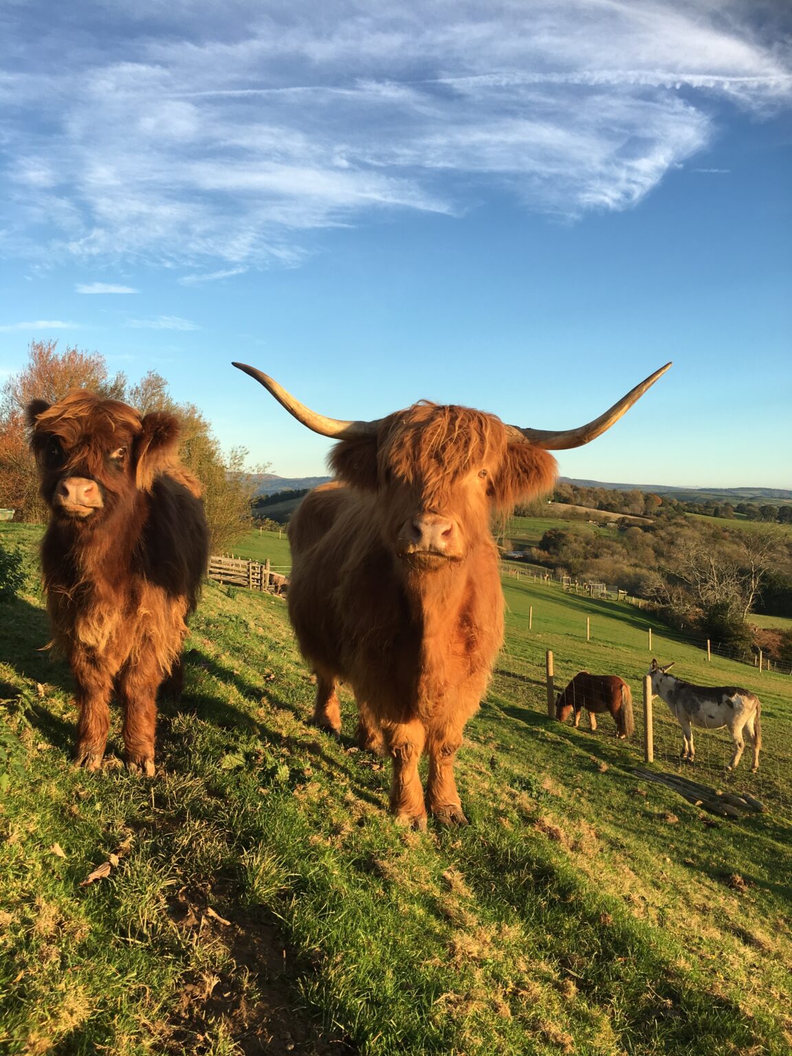 Pennywell Farm | Best Things To Do in Devon 2024