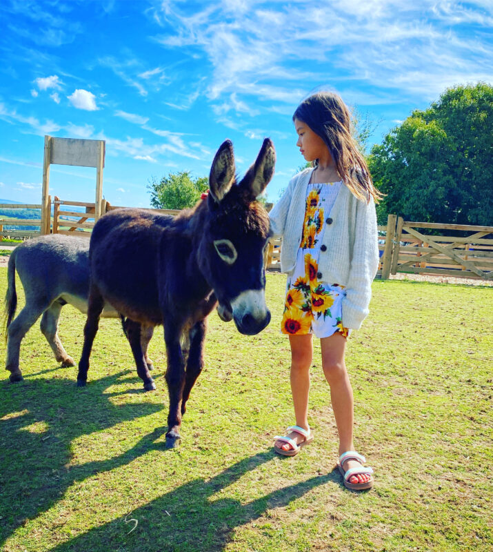 Pennywell Farm | Best Things To Do In 2026