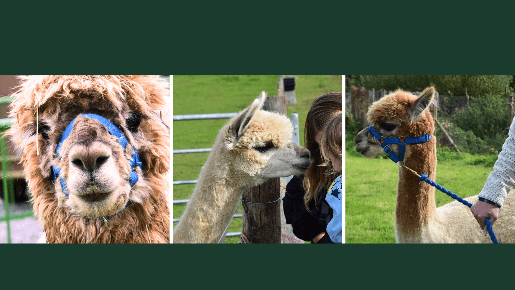 Alpaca Experience at South West's Highest Waterfall