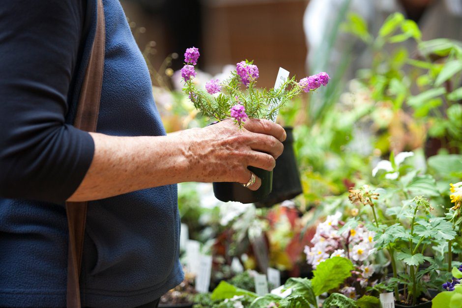 Alpine plant show