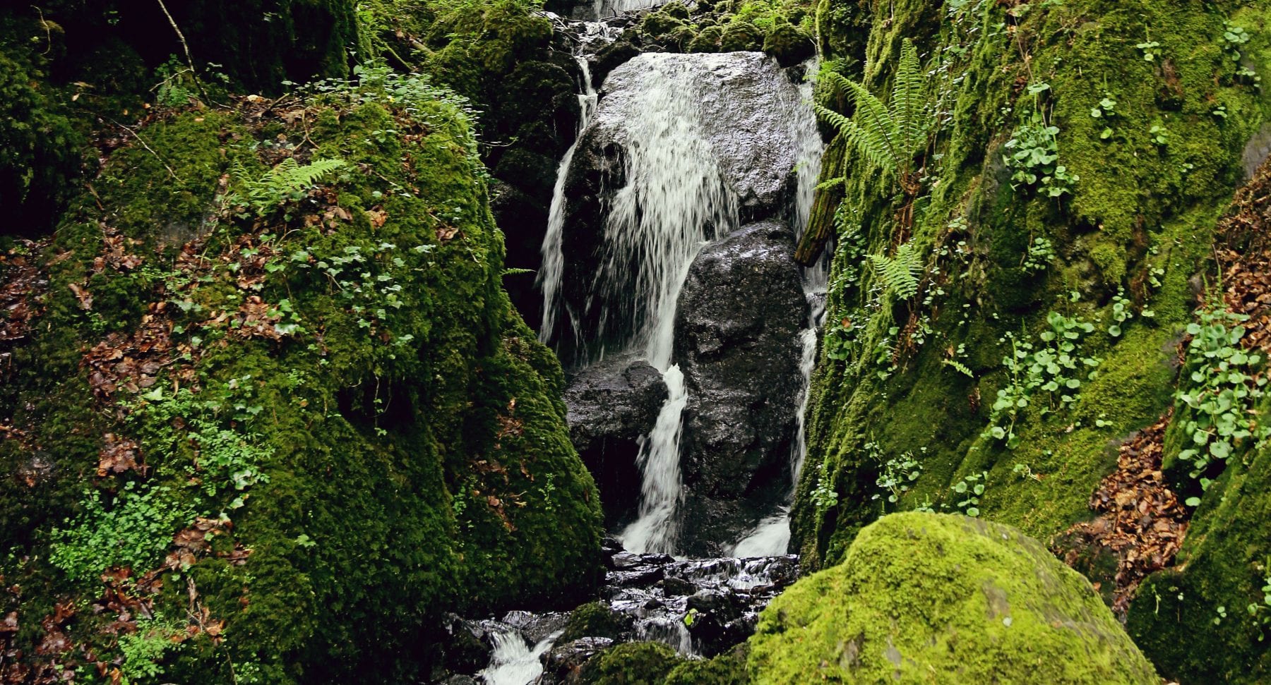 Canonteign Falls Devon | Canonteign Falls Walks | Devon's Top Attractions