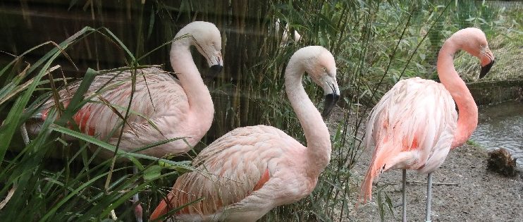 Exmoor Zoo Is In the Pink | Devon's Top Attractions latest news