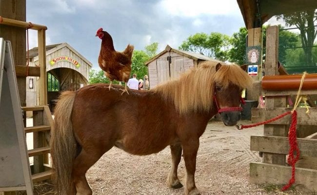 Pennywell Farm | Best Things To Do in Devon 2021