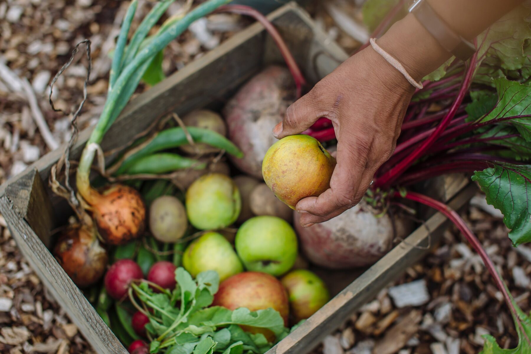 Discover the delights of growing your own fruit and veg