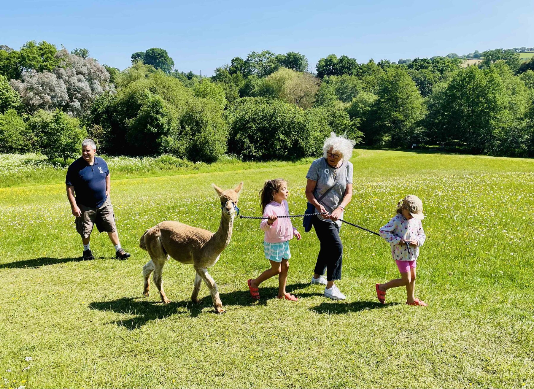 Alpaca Experience at South West's Highest Waterfall