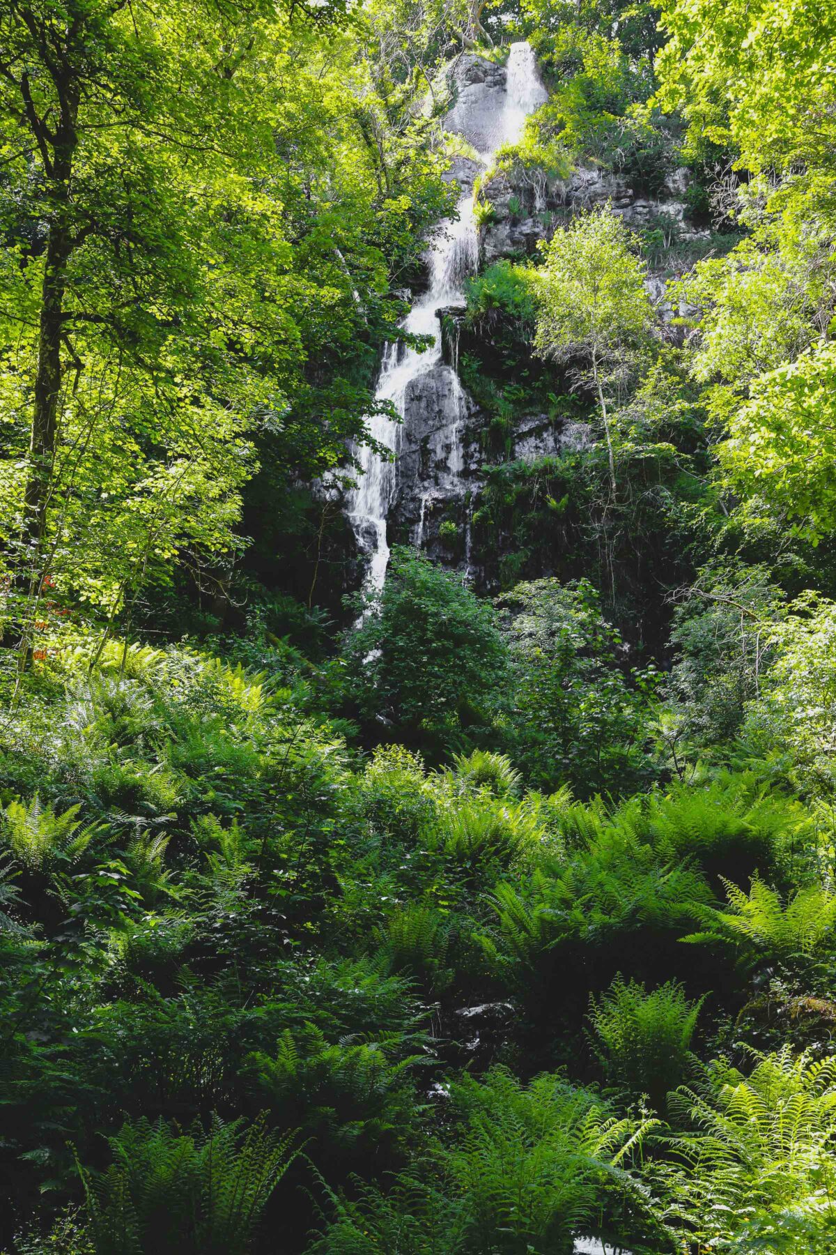 Canonteign Falls | Family Day Out | Devon's Top Attraction