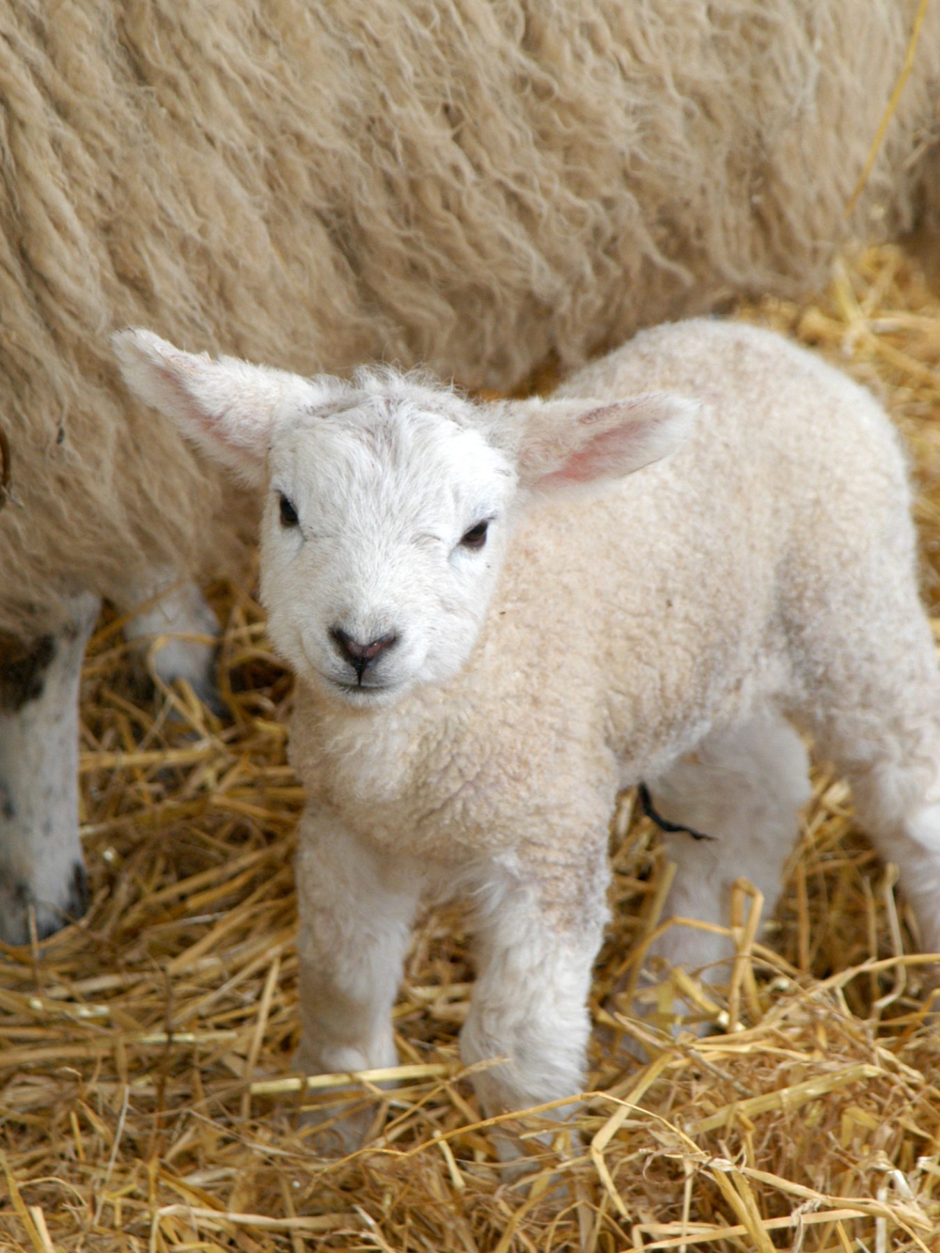 Lambing Live at The BIG Sheep
