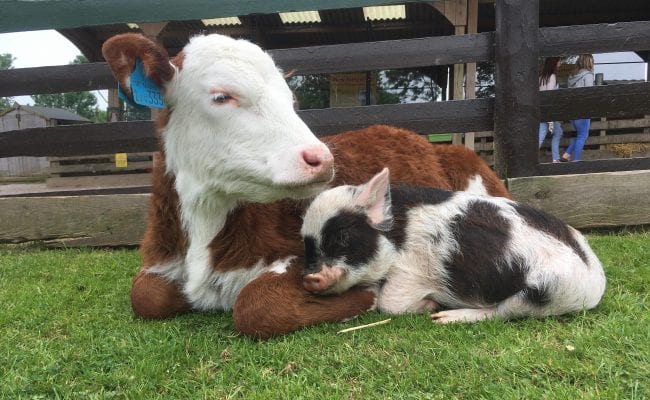 Pennywell Farm | Best Things To Do in Devon 2021