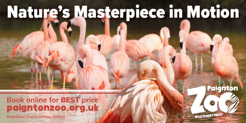 Paignton Zoo | Best Devon Zoos 2025 | Devon's Top Attractions