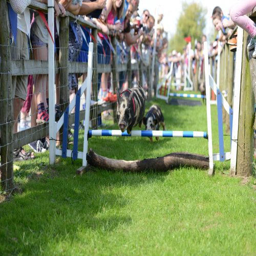 Pennywell Farm | Best Things To Do In 2026