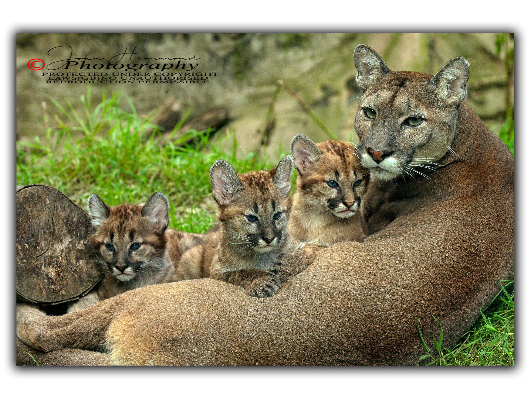 THE BEAST OF EXMOOR ROARS AGAIN! | Devon's Top Attractions latest news