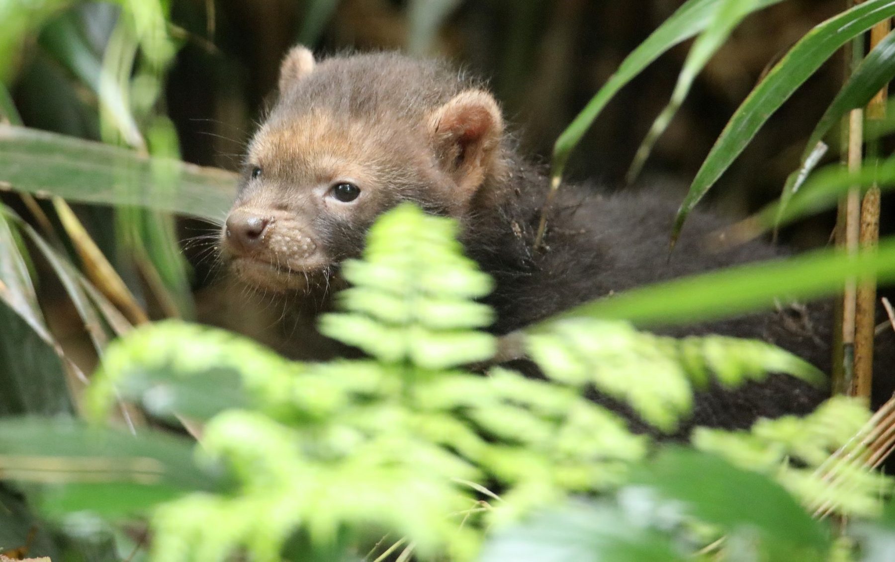 Bush Dog Birth at Exmoor Zoo
