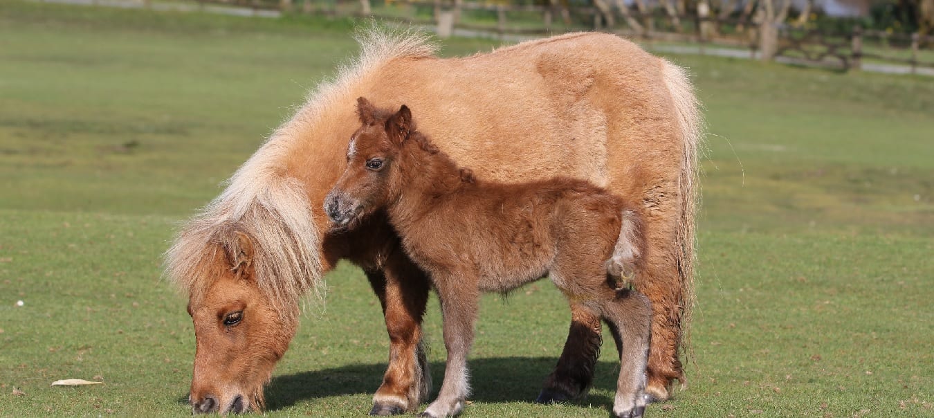 Miniature Pony Centre Day Out