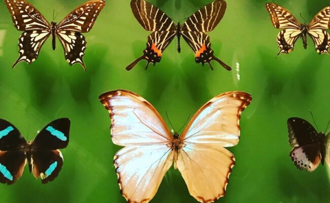 What's On Devon | This month | Devon's Top Attractions