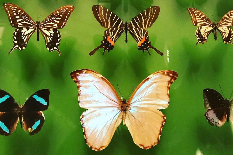 The Wild Escape | Devon's Top Attractions